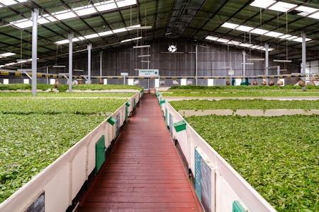 Products | Eastern Produce Kenya